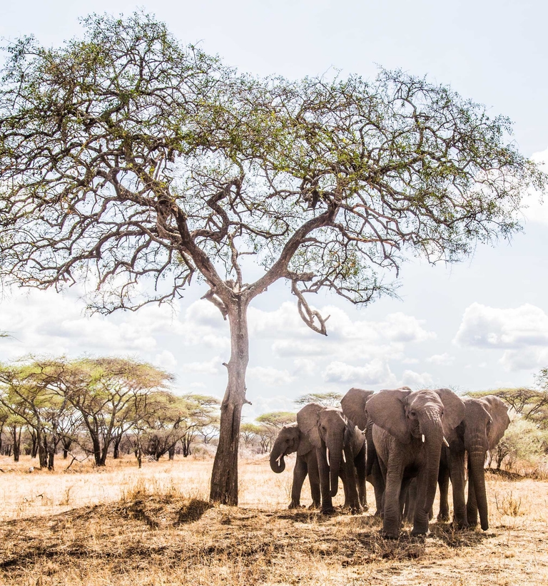 Legendary Mwiba Lodge | Luxury Hotel In Tanzania