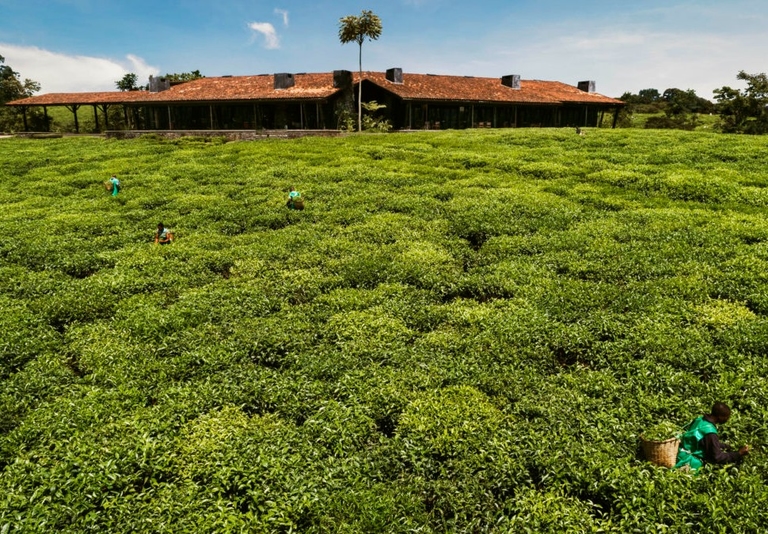 One&Only Nyungwe House | Luxury Hotel In Rwanda