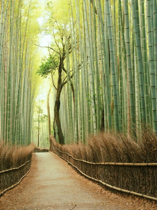 Luxury Japan Tours 2026/2027 | Jacada Travel